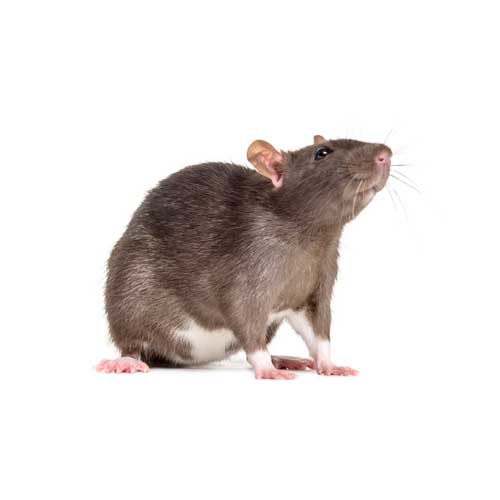 Profesionales del control de plagas en Alicante - Biogest Control de Plagas